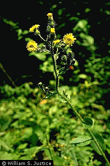 USDA Plants Database