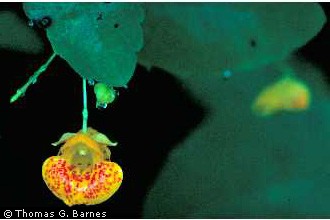 USDA Plants Database