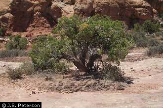 USDA Plants Database