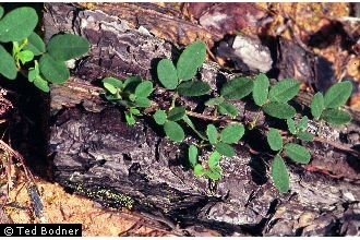 USDA Plants Database