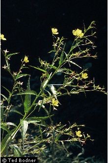 USDA Plants Database