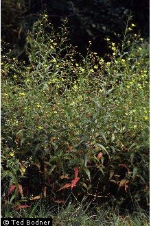 USDA Plants Database