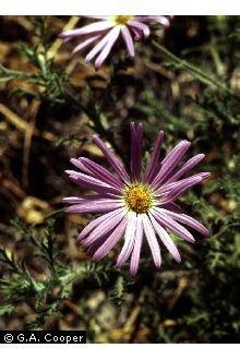 USDA Plants Database