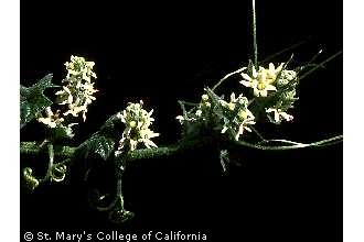 USDA Plants Database