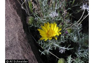 USDA Plants Database