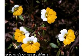 USDA Plants Database