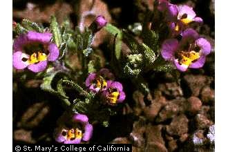 USDA Plants Database