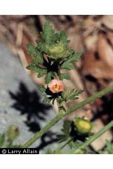 USDA Plants Database