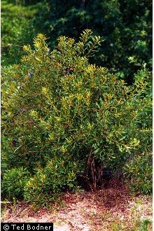 USDA Plants Database