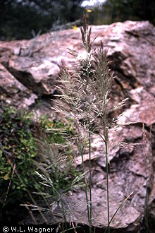 Muhlenbergia Pubescens