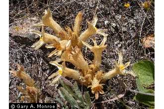 USDA Plants Database