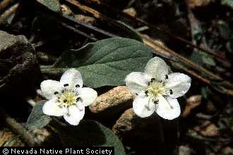 Native Plant Database