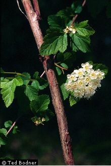 USDA Plants Database