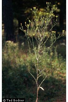 USDA Plants Database
