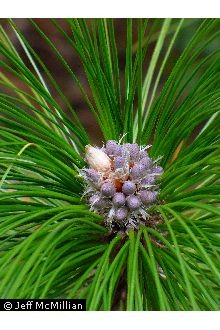 USDA Plants Database