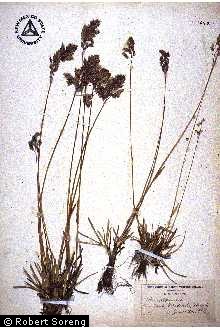 USDA Plants Database