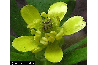 USDA Plants Database