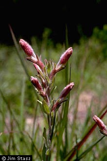 USDA Plants Database