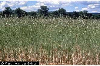 USDA Plants Database