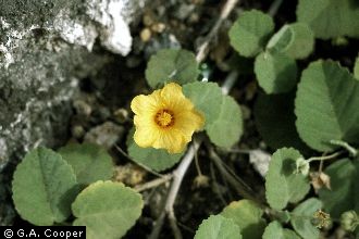 USDA Plants Database