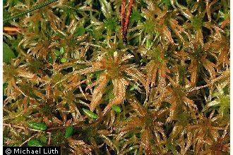 USDA Plants Database