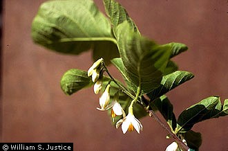 USDA Plants Database