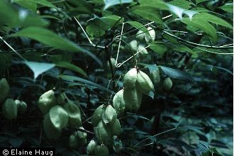 USDA Plants Database