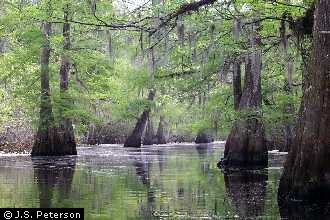 USDA Plants Database