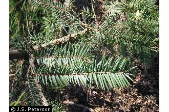 USDA Plants Database