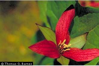 USDA Plants Database