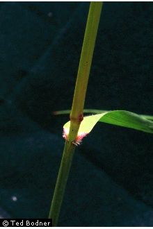 USDA Plants Database