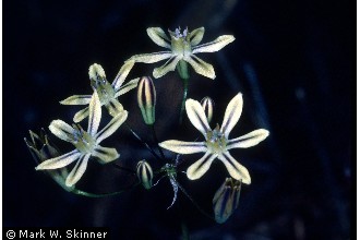 USDA Plants Database