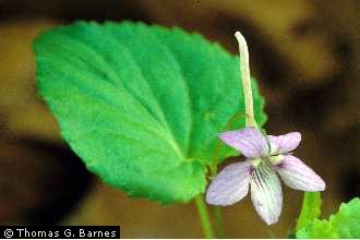 USDA Plants Database